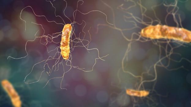 Poo transplant: How does a faecal transplant work? - BBC Newsround