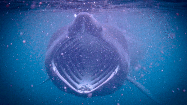 Hundreds of sharks seen on Scotland's west coast - BBC News