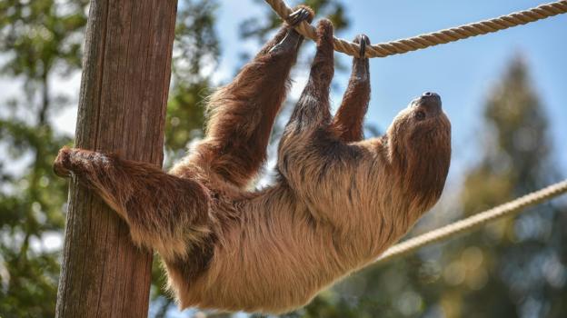 Chester Zoo sloth has dental surgery to cure toothache - BBC News