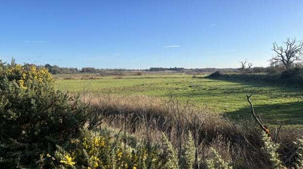 Martlesham Wilds rewilding project under way in Suffolk - BBC News