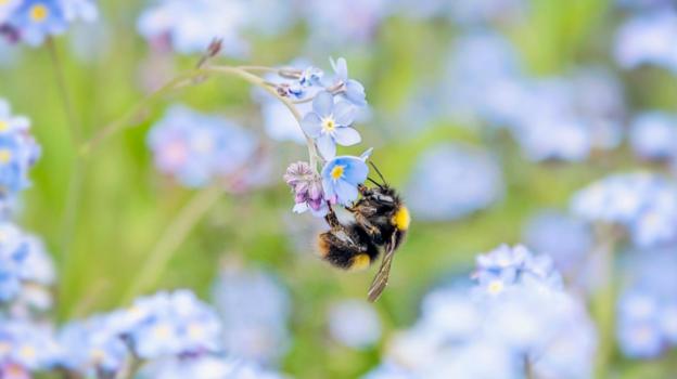 Londoners asked to count city's pollinating insects for survey - BBC News