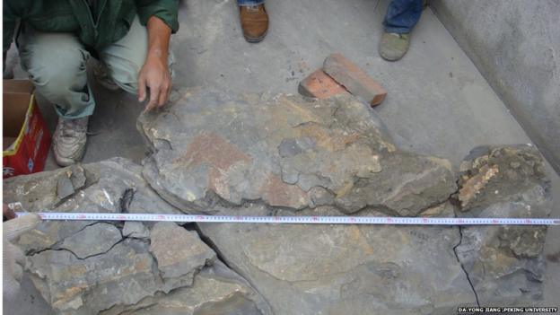 Fossil gives clues to extinction 250 million years ago - BBC News
