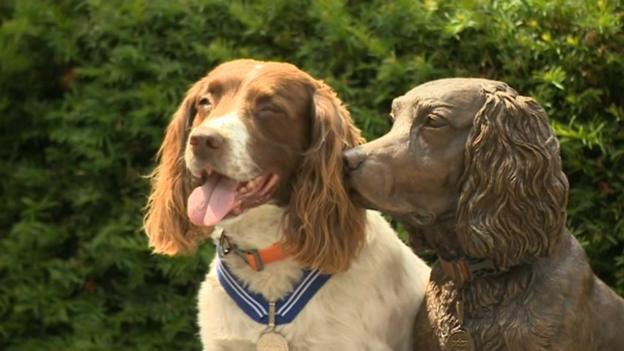 Keswick miracle dog Max the springer spaniel dies - BBC News
