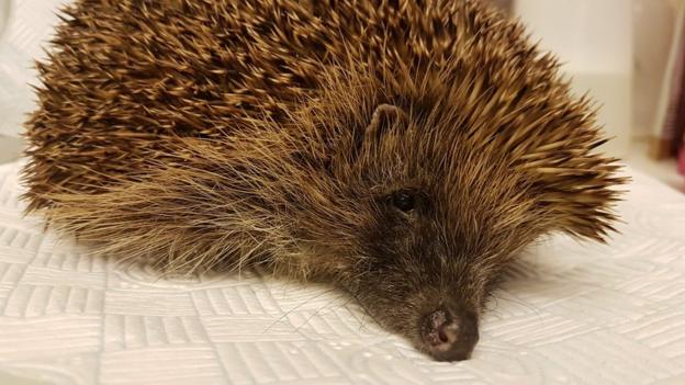 Hedgehog accidentally donated to Witham charity shop - BBC News