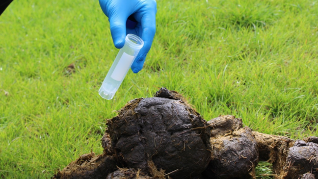 How is elephant poo helping conservationists? - BBC Newsround