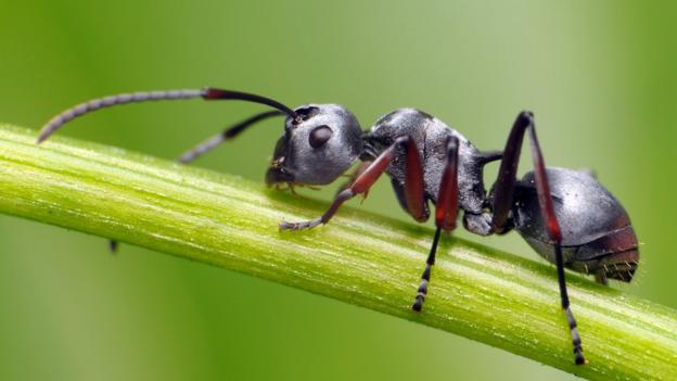 New study reveals how many ants there are in the world - BBC Newsround