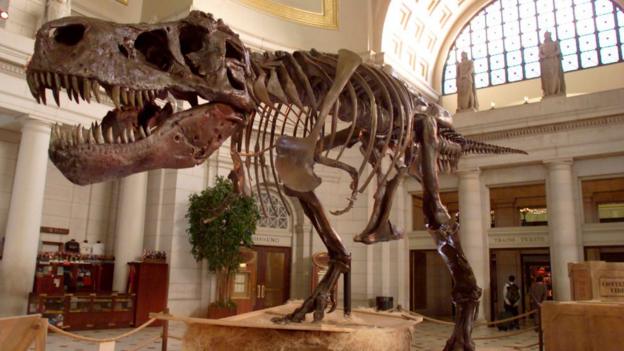 Dinosaurs: New research finds T.rex had lips - BBC Newsround