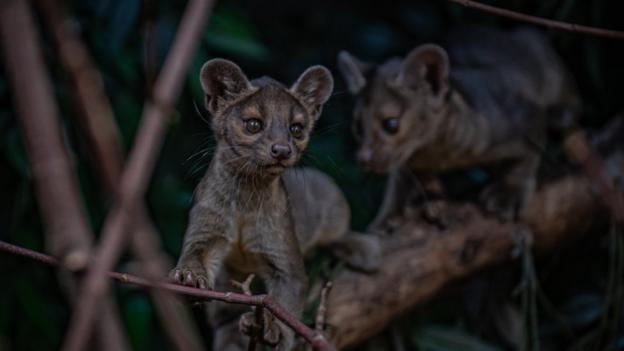 Triple the trouble as Chester Zoo shares first glimpse of rare baby ...