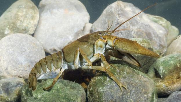 River Kennet: Eating crayfish 'won’t turn tide on invasive species ...