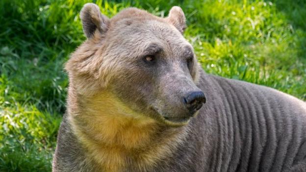 Have you ever heard of a 'pizzly' bear? - BBC Newsround