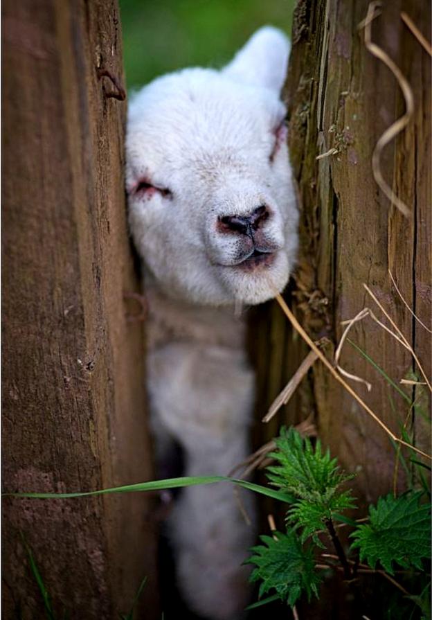 Your pictures of Scotland 26 March - 2 April - BBC News