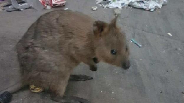 Quokka sighting brings hope for Northcliffe population - BBC News