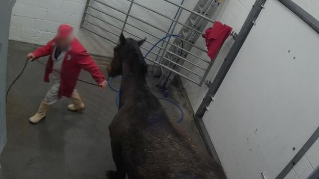Horse racing: Thousands of racehorses killed in slaughterhouses - BBC News