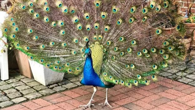 Car park ban for peacock which 'trashed' BMW - BBC News