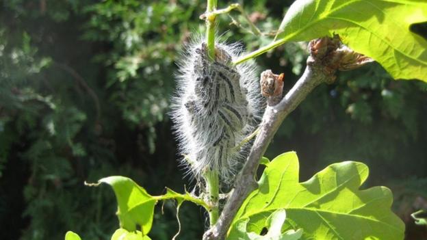 Oak processionary moth pest discovered on Cardiff trees - BBC News
