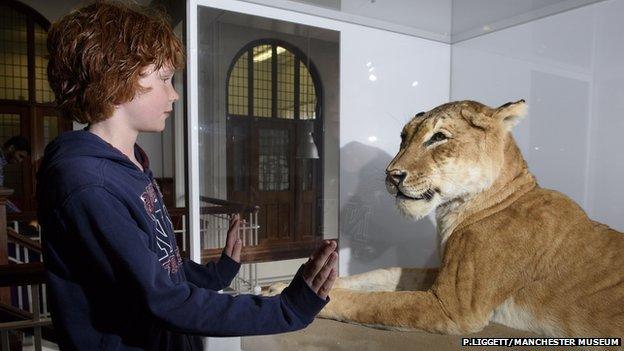 Manchester Museum displays tigon, lion and tiger cross-breed - BBC News
