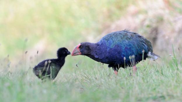 Takahē : "prehistoric-looking" birds released into wild in New Zealand ...