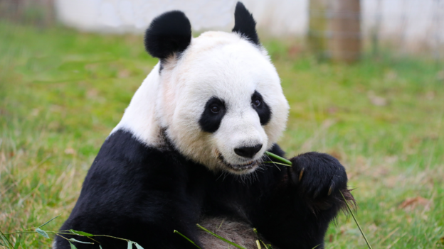 'Rock star' pandas - not exactly a love story - BBC News