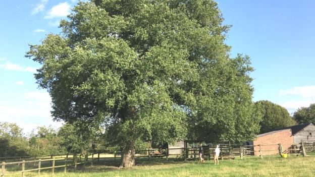 'Forgotten' elm tree set to make a comeback - BBC News