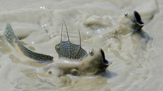 What does this walking fish reveal about evolution? - BBC Newsround