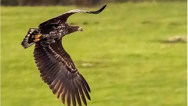 Booted eagle sighting in Cornwall delights birdwatchers - BBC News