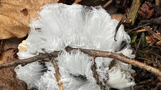Rare 'hair ice' spotted in Scotland - BBC Weather