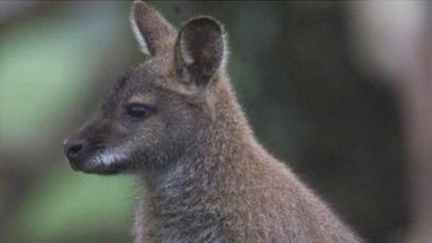 Wallaby on loose after Filey park escape - BBC News