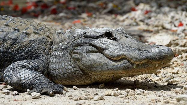 Alligators survive the cold by 'turning into ice cubes' - BBC Newsround