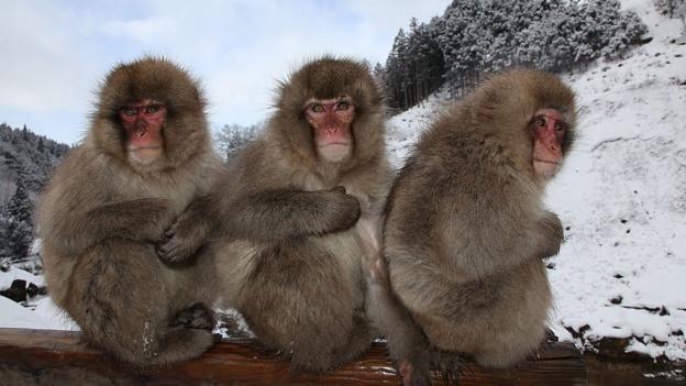 Escaped monkey found in Scotland after five day search - BBC Newsround