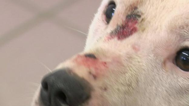 Inside the illegal world of organised dogfighting - BBC News