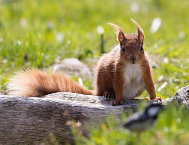 Your pictures of Scotland: 11 - 18 May - BBC News