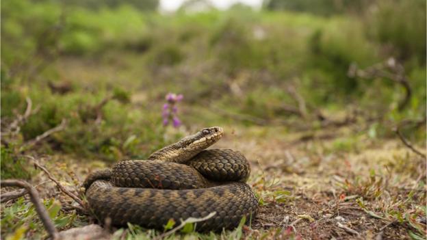 Colwyn Bay: Snakes that escaped zoo found in walls of houses - BBC News