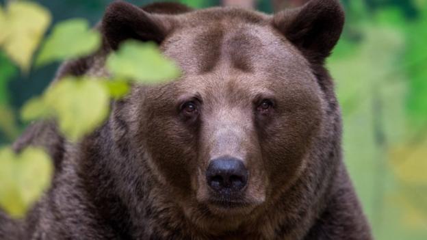 Which are the world's tallest animals? - BBC Newsround