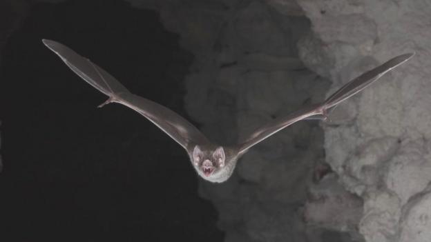 Vampire bats 'French kiss with blood' to form lasting bonds - BBC News