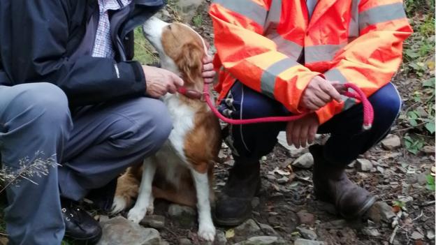 Lost dogs: The team reuniting pooches with their owners - BBC News