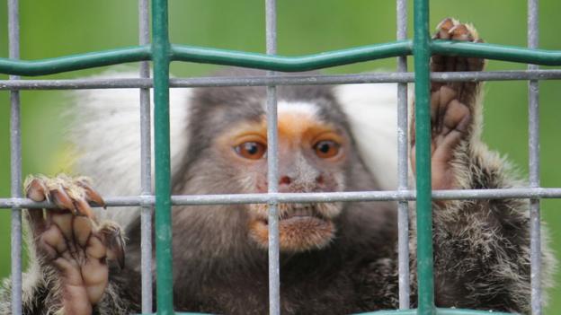 Exotic pets: What are the rules around keeping primates? - BBC Newsround