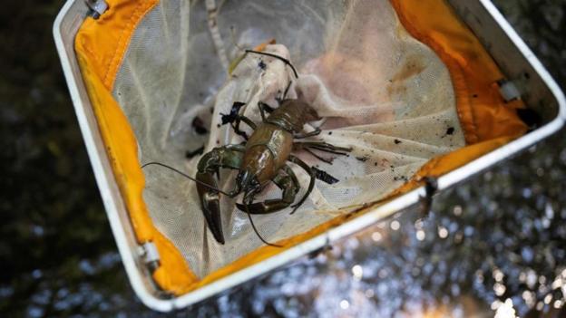 Rare white-clawed crayfish back in wild after drought rescue - BBC News