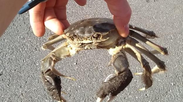 Invasive Mitten Crab spotting across Peterborough called 'bizarre ...
