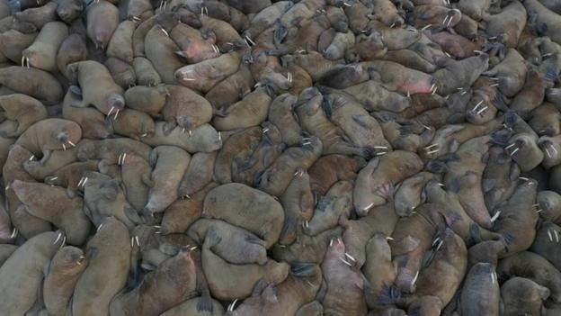 What is a teratonne?: Human-made objects heavier than living things ...