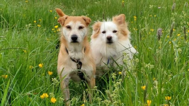 Inseparable rescued dogs had never been outside, RSPCA says - BBC News