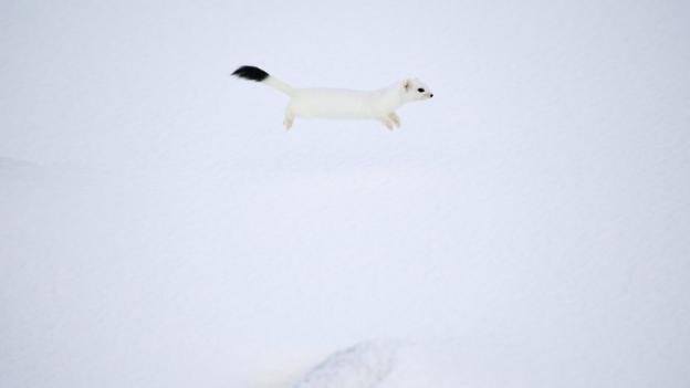Animals that love the snow - BBC Newsround