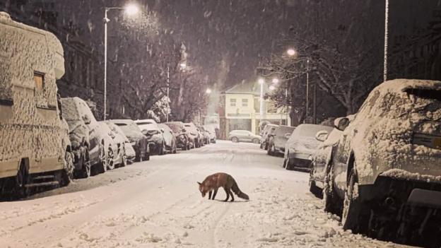 London snow: Wintry scenes captured in the capital - BBC News