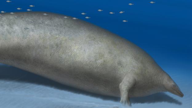 What is the heaviest animal on Earth? - BBC Newsround