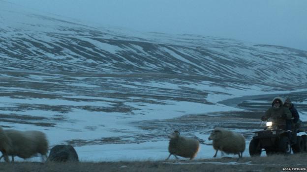 Sheepish success of Icelandic Rams movie - BBC News