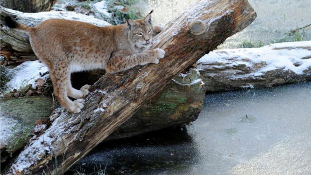 Lynx could thrive in Northumberland, study finds - BBC News