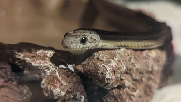 Escaped snake survived for year on streets in Airdrie - BBC News