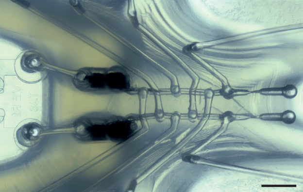 Pneumatic octopus is first soft, solo robot - BBC News