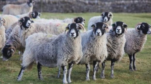 Wensleydale police and farmers tackle sheep rustlers - BBC News
