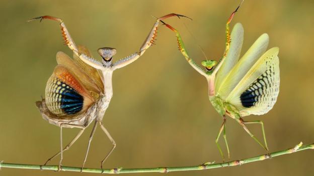 Comedy Wildlife Photography Awards: Animals in funny poses to make you ...