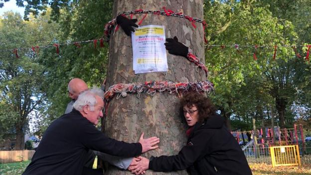 Cambridge campaigners see condemned trees spared the chop - BBC News
